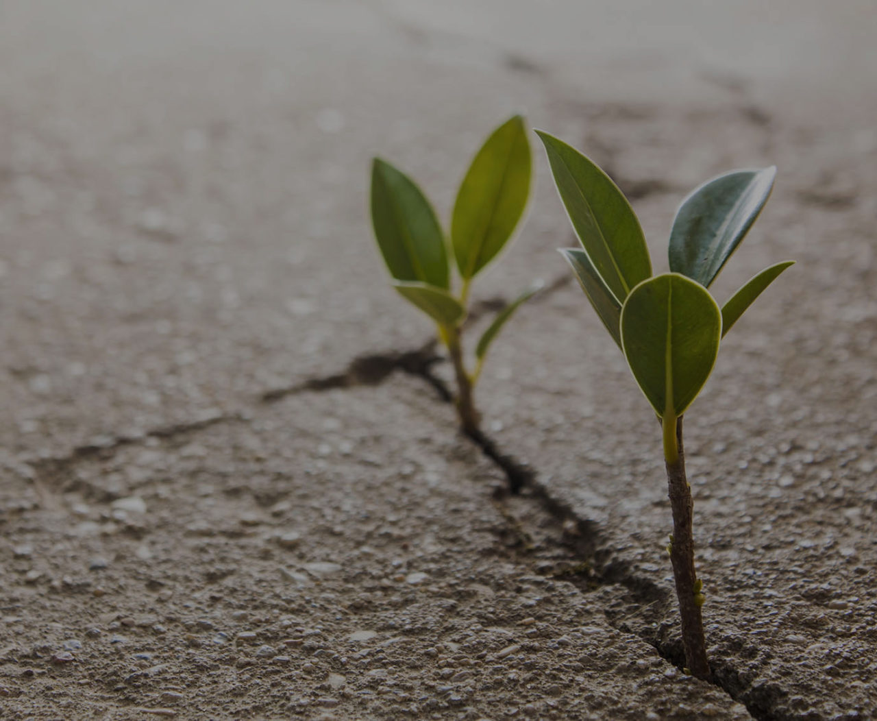 Csp Consultants Bringing Growth To Life